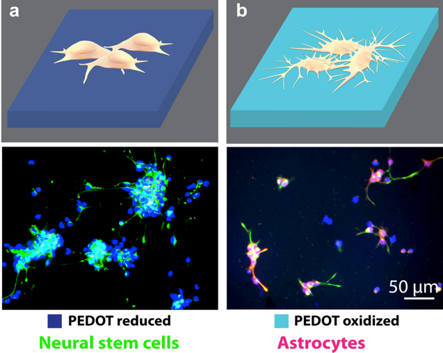 Organic Bioelectronics – HERLAND LAB