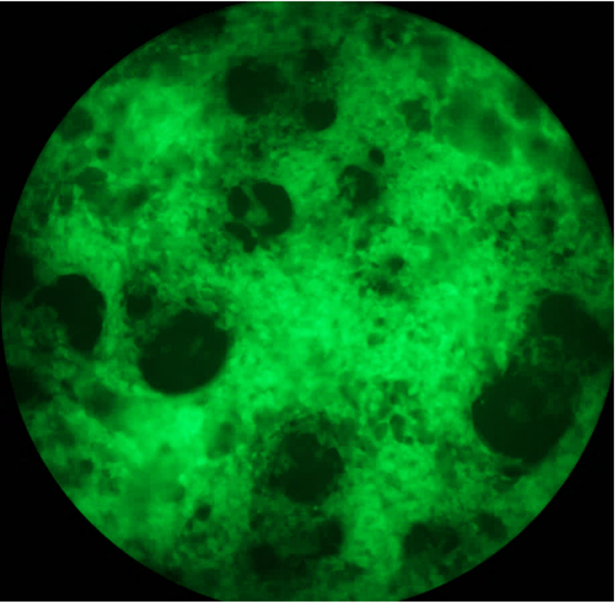 Organic Bioelectronics – HERLAND LAB