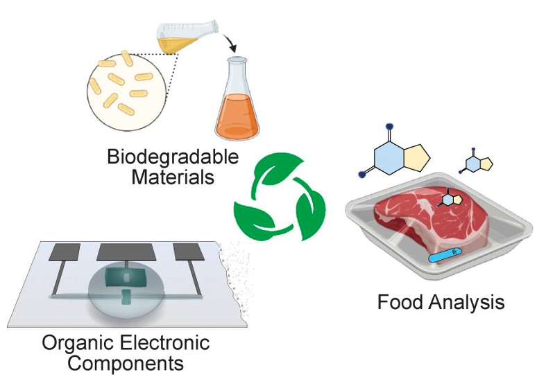 Organic Bioelectronics – HERLAND LAB